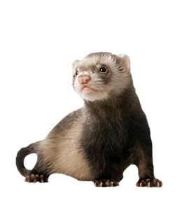 Mink Brown color hex code is #67594C